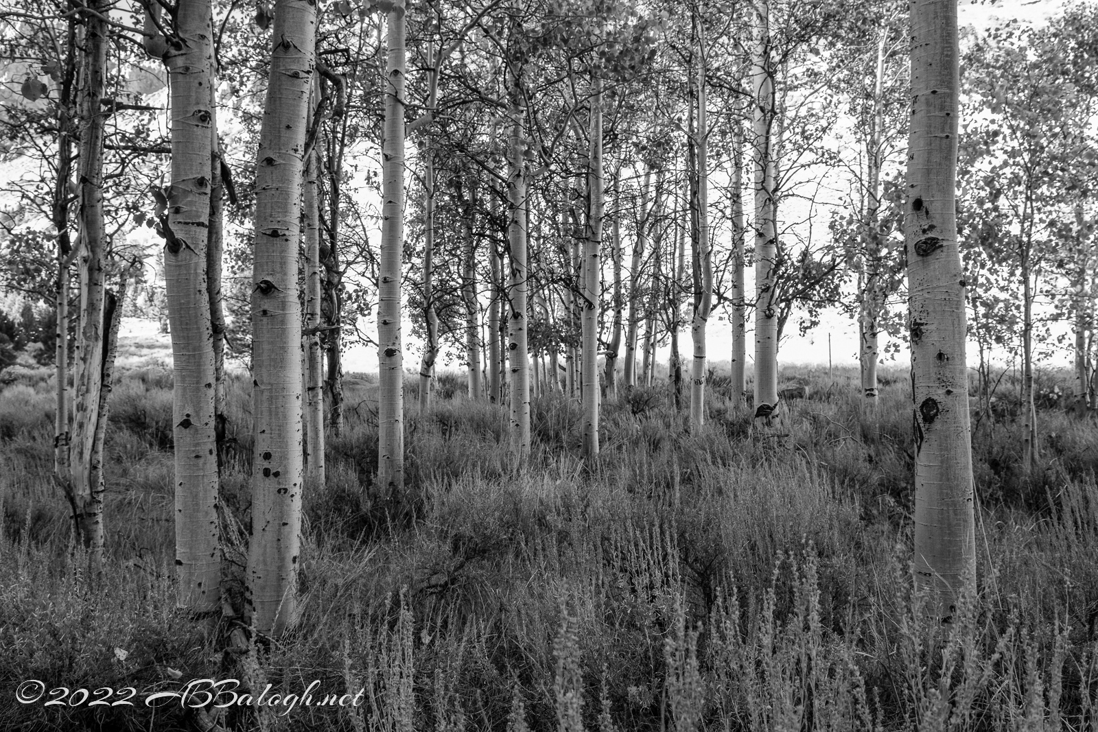 Aspen Grove | abbalogh.net
